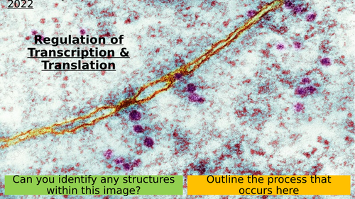 20.3 Regulation of Transcription & Translation | Teaching Resources