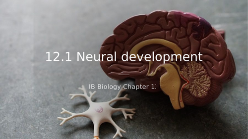 IBDP Biology - 12.1 Neural development | Teaching Resources