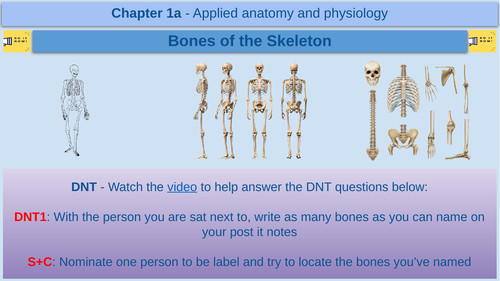 Bones of the skeleton - GCSE Physical Education - AQA | Teaching Resources