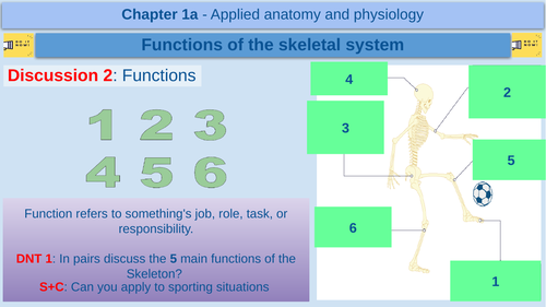 Functions of the Skeletal System - GCSE Physical Education - AQA ...