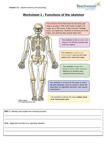 Structure of a synovial joint - Part 1 - GCSE Physical Education - AQA ...