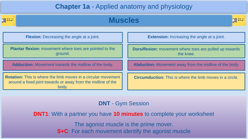 Muscles - GCSE Physical Education - AQA | Teaching Resources