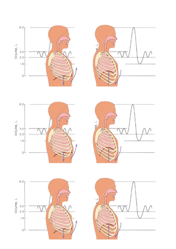 Mechanics of breathing and Lung Volumes - GCSE Physical Education - AQA ...