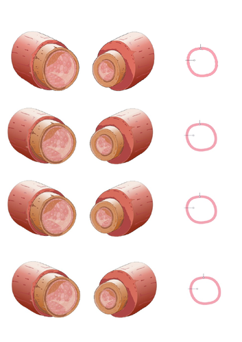 Blood Vessels and Redistribution of blood - GCSE Physical Education ...