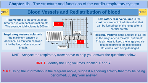 Blood Vessels and Redistribution of blood - GCSE Physical Education ...