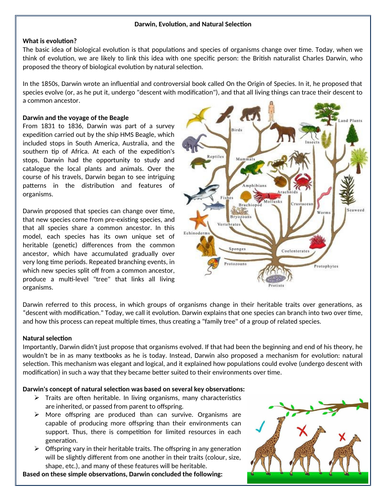 Darwin, Evolution, and Natural Selection - Reading Comprehension ... Darwin, Evolution, and Natural Selection - Reading Comprehension ...