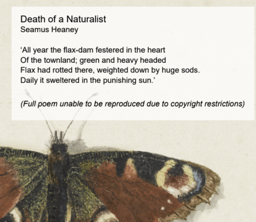 'Death of a Naturalist' by Seamus Heaney - Lesson + Study Guide ...