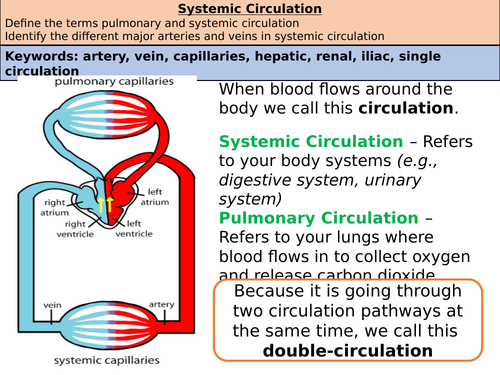 L8 to L9 - Adrenaline, Blood Vessels, and Systemic Circulation - 2.66, 2.69 | Teaching Resources