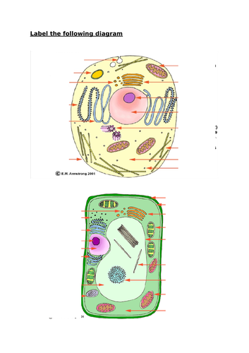 BTEC Applied Science- Eukaryotic Cells | Teaching Resources