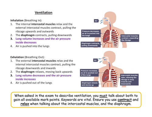 L6 and L7 - Ventilation & Dissection of a Lung Lab - 2.47 | Teaching ...