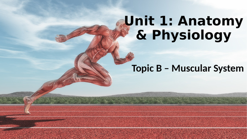 BTEC Sport L3 Unit 1 A&P - Muscular System | Teaching Resources