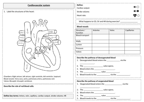 GCSE OCR PE PAPER 1 Revision: Cardiovascular system | Teaching Resources GCSE OCR PE PAPER 1 Revision: Cardiovascular system | Teaching Resources