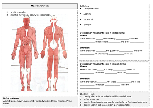 OCR GCSE PE Paper 1: Muscular system | Teaching Resources