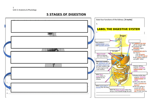 Anatomy and Physiology Worksheets | Teaching Resources