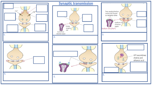 Synaptic transmission cartoon strip A-level Biology/BTEC level 3 ...