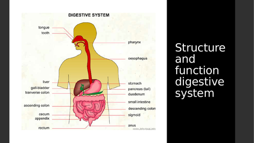 digestive system T-level health/biology | Teaching Resources
