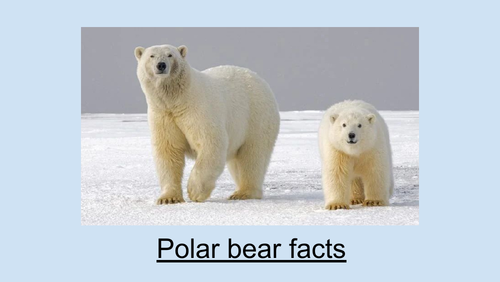 KS1 Polar bears and Penguin information, Planning and Resources ...