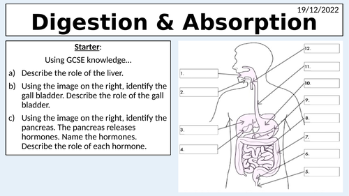 Y12 Digestion & Absorption (2 lessons) | Teaching Resources