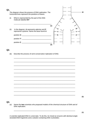 Y12 Structure of DNA & RNA, DNA Replication, Semi-Conservative ...