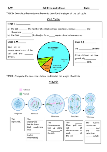 Mitosis and cell cycle KS4 | Teaching Resources