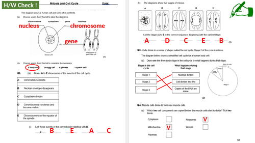 Mitosis and cell cycle KS4 | Teaching Resources