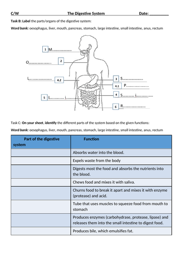 Human digestive system | Teaching Resources