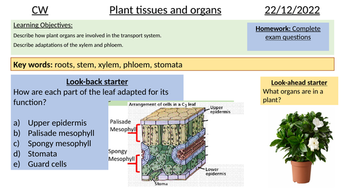 Plant tissues and organs | Teaching Resources