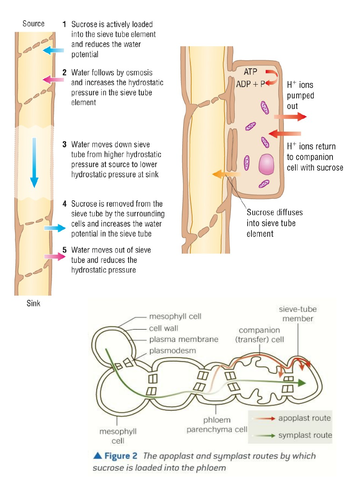 OCR A-level Biology Transport in Plants | Teaching Resources