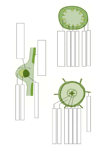 OCR A-level Biology Transport in Plants | Teaching Resources
