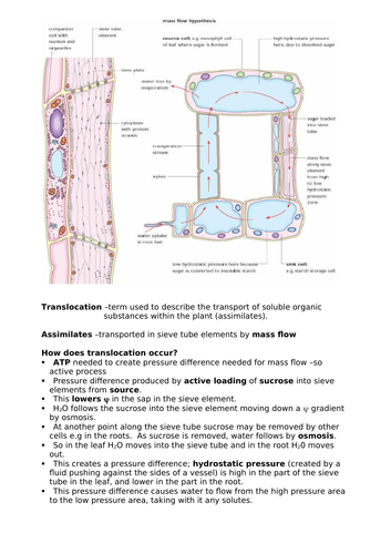 OCR A-level Biology Transport in Plants | Teaching Resources