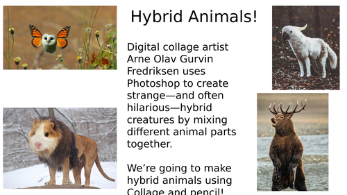 Hybrid Animals Collage and Drawing task! | Teaching Resources