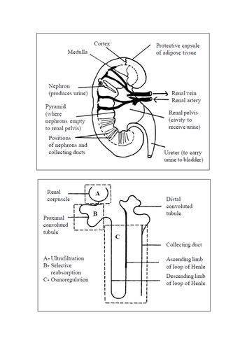 OCR A Level Biology 5.2 Excretion (whole chapter) | Teaching Resources