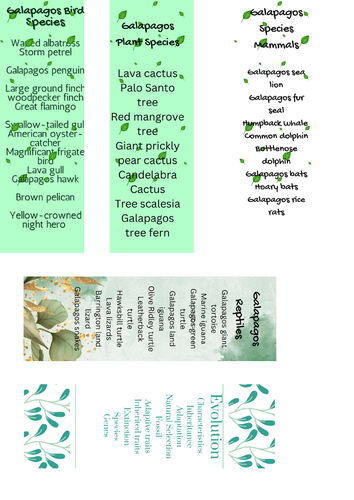 Evolution Classroom Display | Teaching Resources