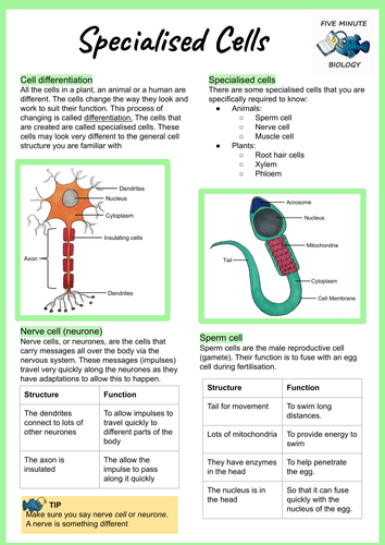 GCSE AQA Biology Triple Higher Topic 1 Cells Revision Sheet Bundle ...
