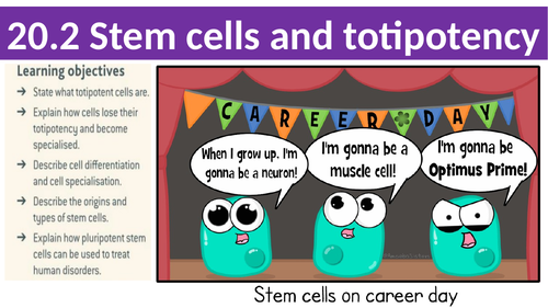AQA A-level biology: 20.2 Stem cells and totipotency | Teaching Resources