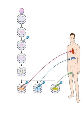 AQA A-level biology: 20.2 Stem cells and totipotency | Teaching Resources