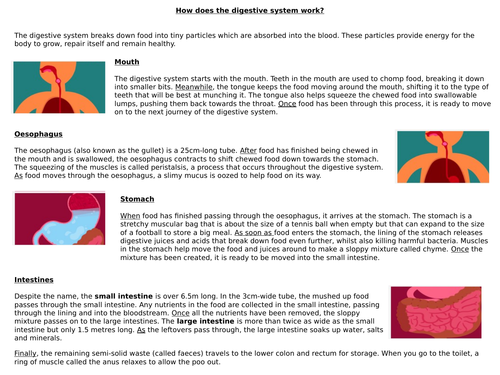 Explanation Writing Unit - Digestive System | Teaching Resources