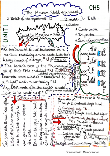Meselson-Stahl experiment- AS/A Level Biology | Teaching Resources