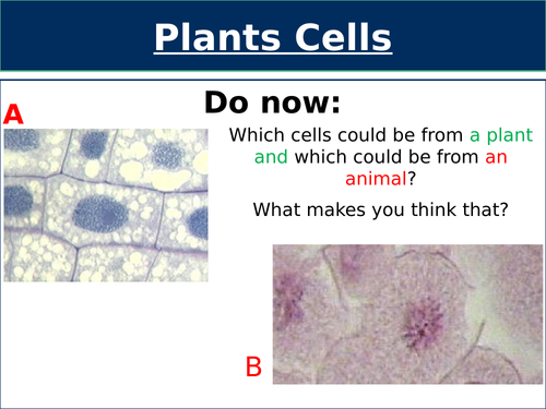 Cells to Organisms KS3 Whole topic lessons (middle school) | Teaching ...