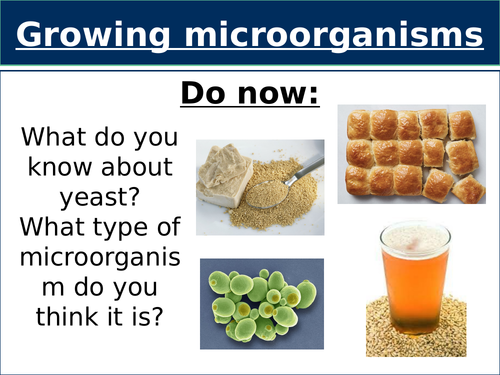 Microbes and disease KS3 Whole topic lessons (middle school) | Teaching ...