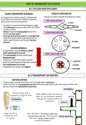 GCSE Plant Nutrition and Plant Transport REVISION GUIDE | Teaching ...