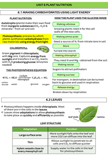 GCSE Plant Nutrition and Plant Transport REVISION GUIDE | Teaching ...