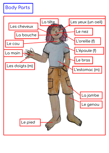 French body parts | Teaching Resources