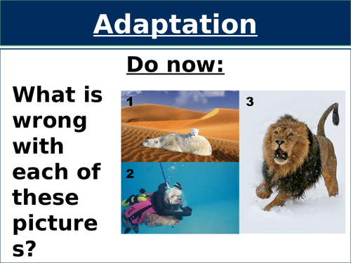 Inheritance and evolution KS3 Whole topic lessons (middle school ...