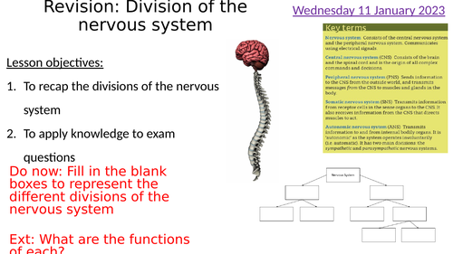Divisions of the nervous system Revision | Teaching Resources