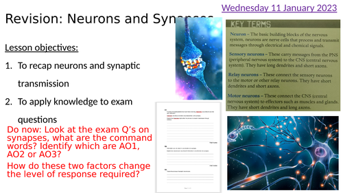 Neurons and Synapses Revision | Teaching Resources