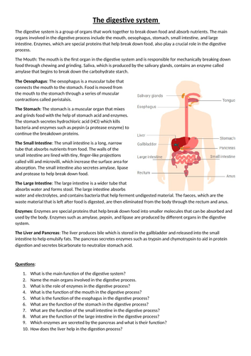 The digestive system worksheet and comprehension task | Teaching Resources