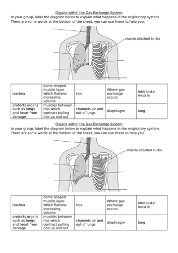 8C Breathing and Respiration *BUNDLE* Exploring Science | Teaching ...