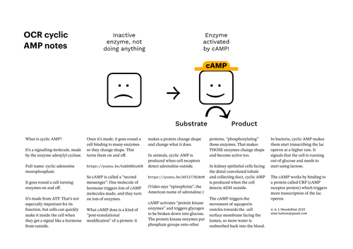 cAMP (cyclic AMP) notes, OCR A-level biology | Teaching Resources