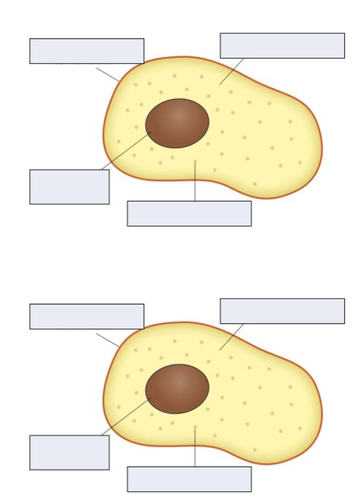 KS3 Cells - Full Topic Resources | Teaching Resources